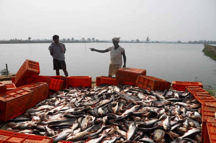 EnviStats India 2025: Inland fish production rises to 139 lakh tonnes ...
