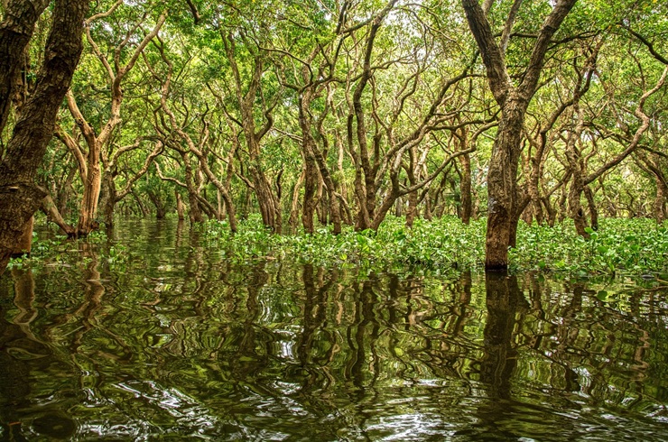 India sees modest growth in mangrove cover, ramps up conservation ...